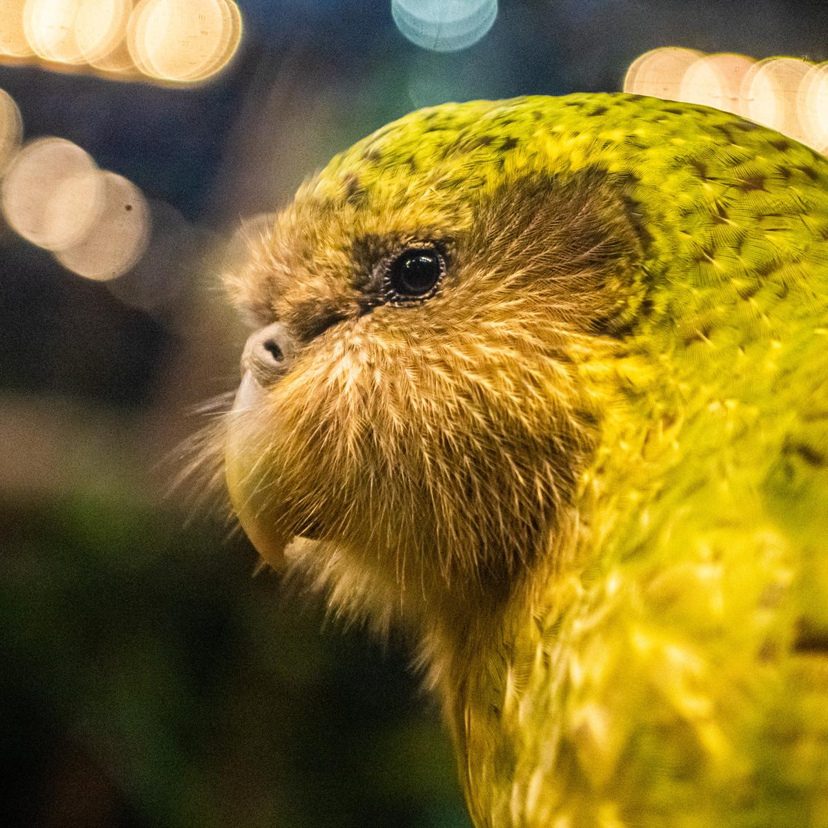 5 Hewan Terlangka di Dunia - Moccaapedia.com HEWAN