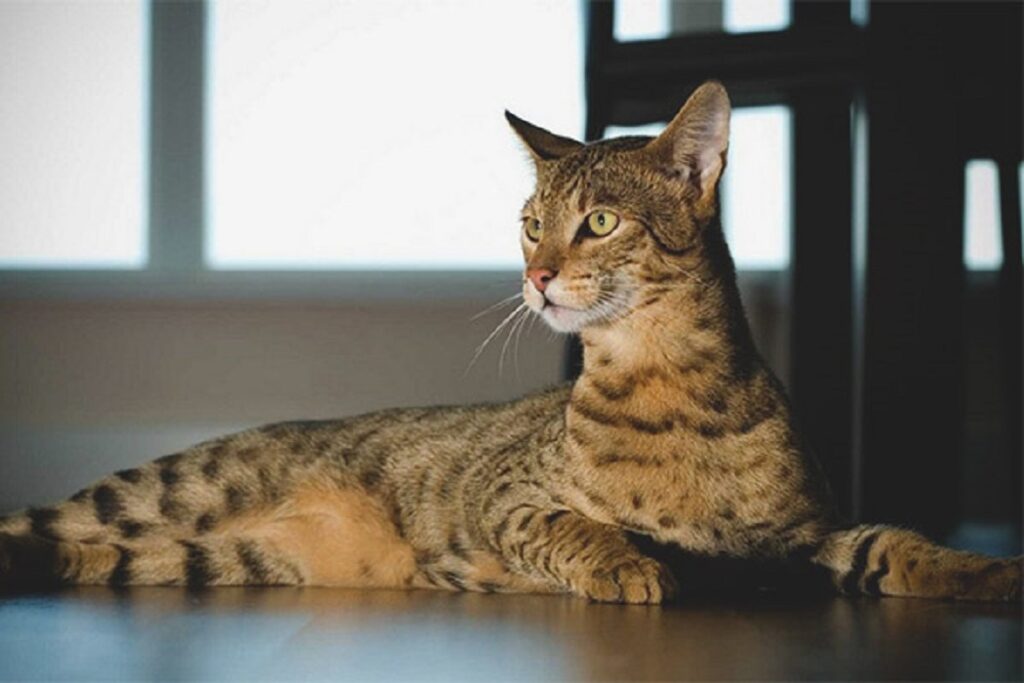 7 Deretan Jenis Kucing Termahal, Hingga Milliaran!!