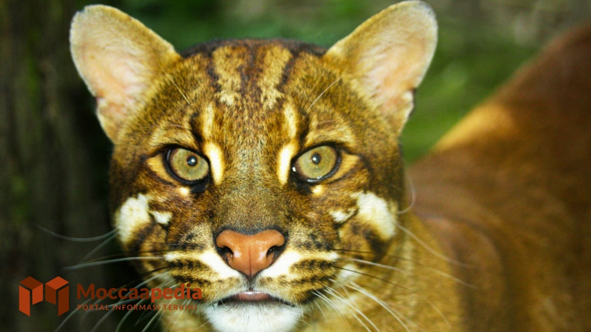 Apa Saja Jenis Kucing Hutan di Indonesia? Yuk Cari Tahu!