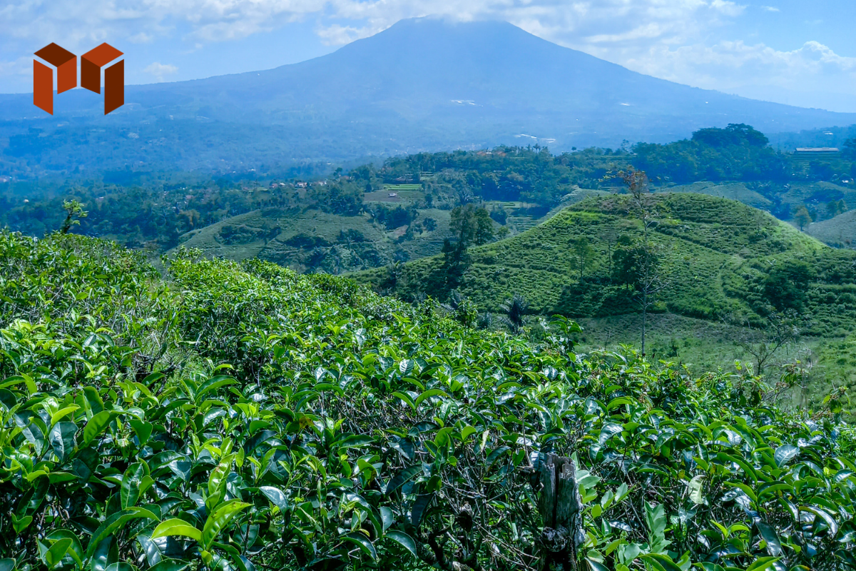 Tempat Wisata Kebun Teh