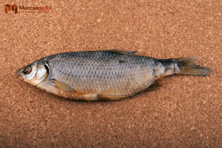 Mengenal Olimex Minyak Ikan Gabus dan Manfaatnya