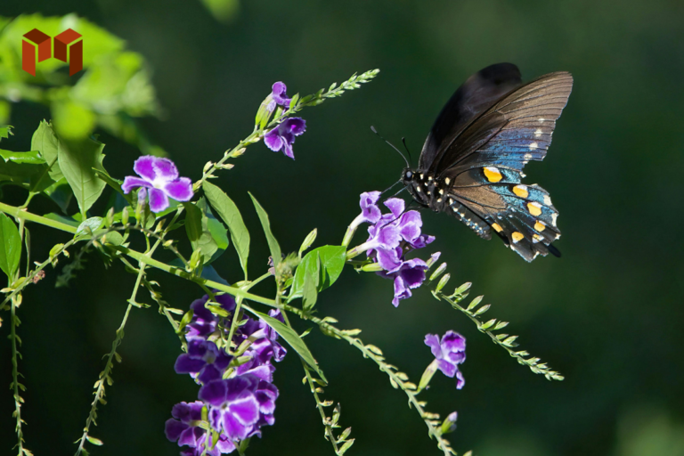 6 Contoh Hewan Invertebrata di Darat dan Laut