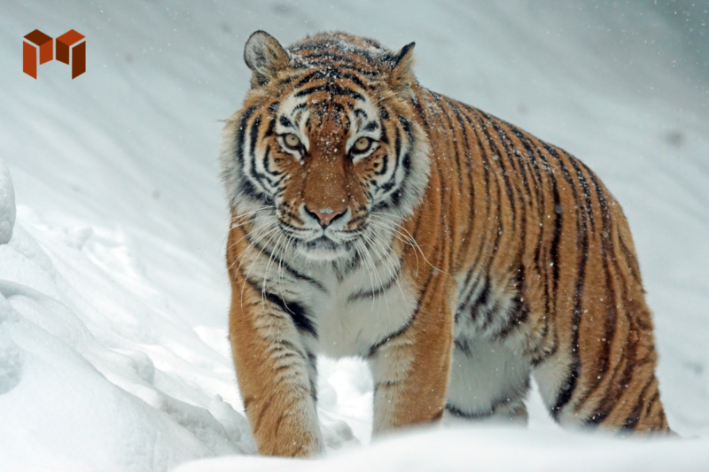 5 Contoh Hewan Predator Ganas dan Buas