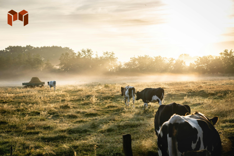 Mengenal Jenis-jenis Sapi yang Ada di Dunia