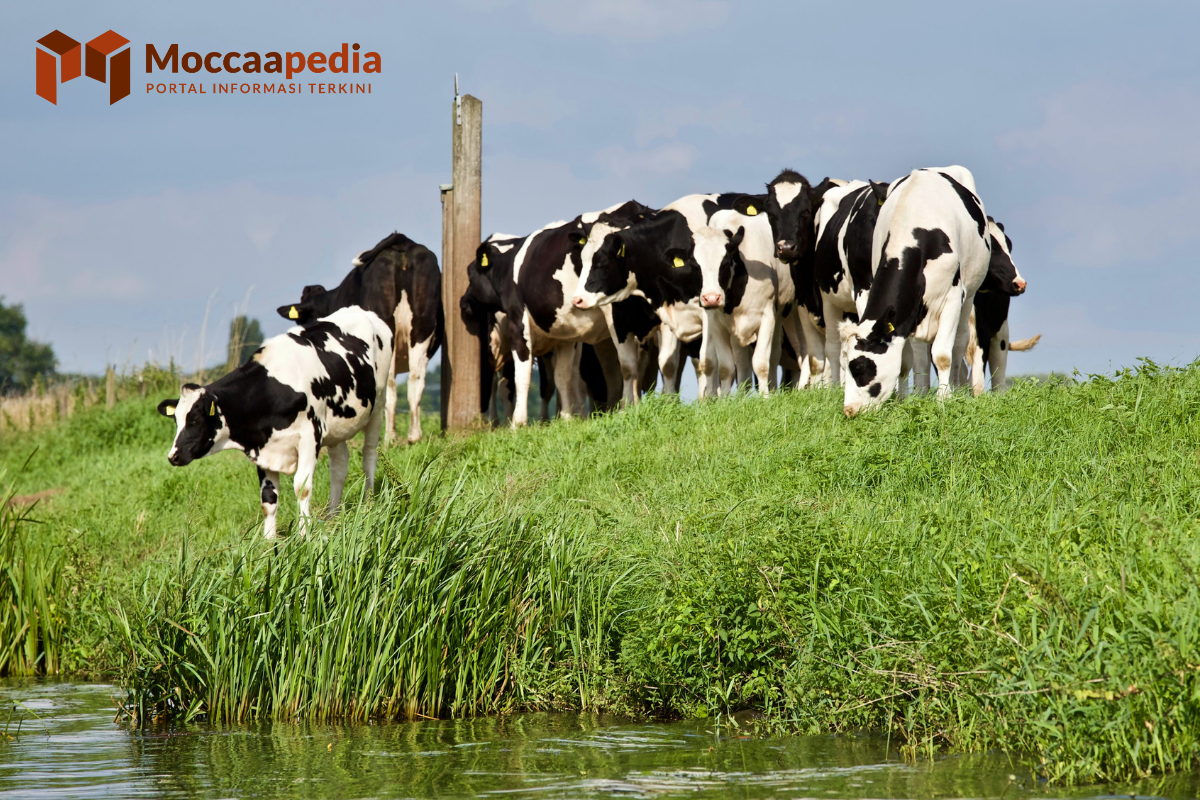 Mengenal Jenis-jenis Sapi yang Ada di Dunia